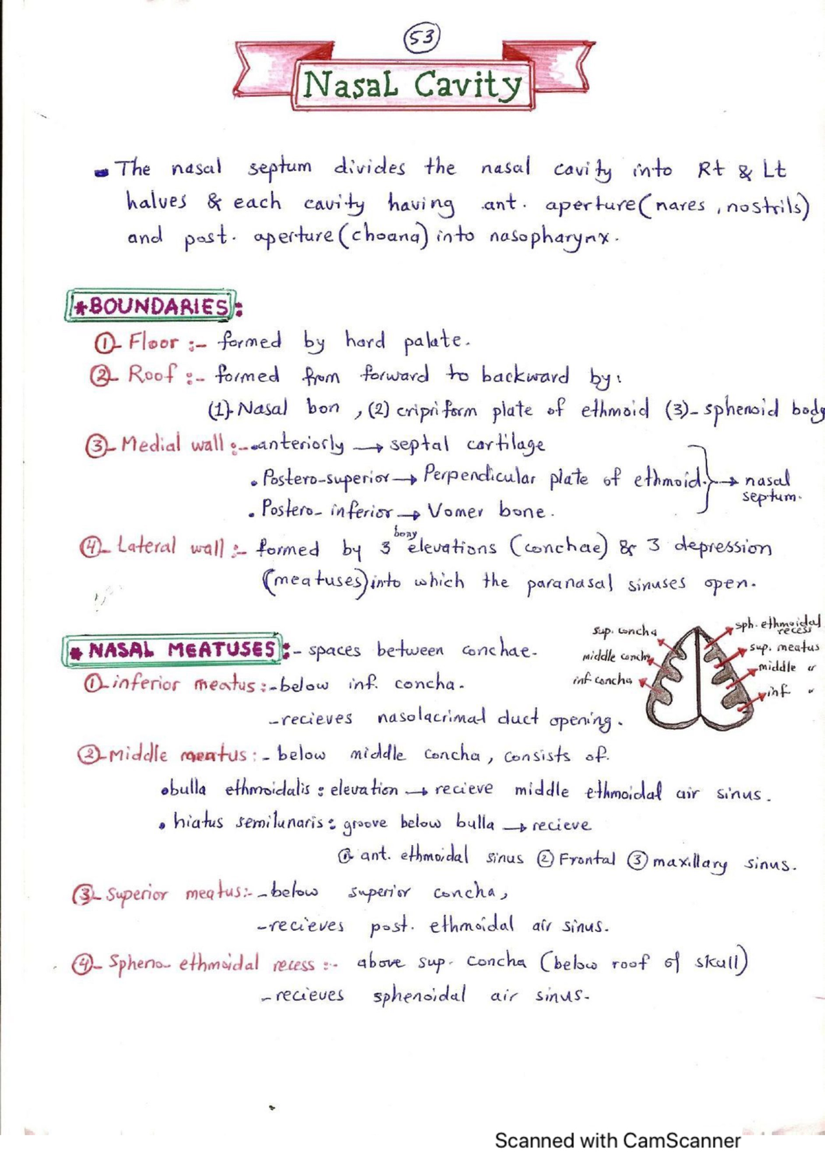Nasal Cavity: Structure, Function, and Clinical Relevance Overview ...