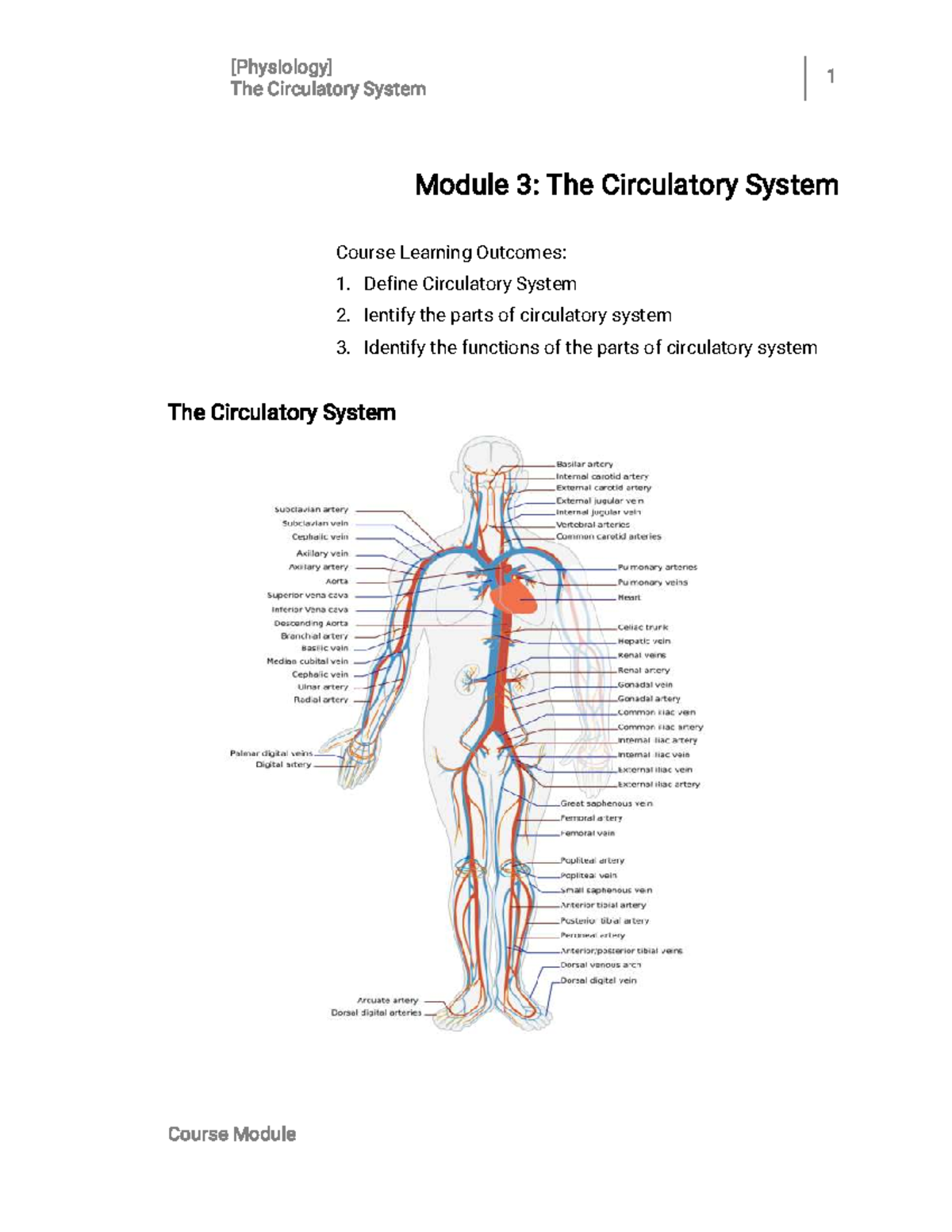 Lesson 3: The Circulatory System [Physiology] - Studocu