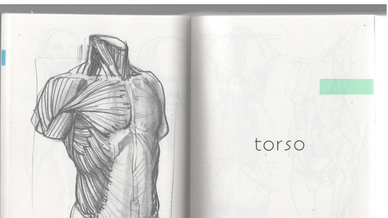 Torso: Anatomía y Representaciones Musculares (Caj 2) - Studocu
