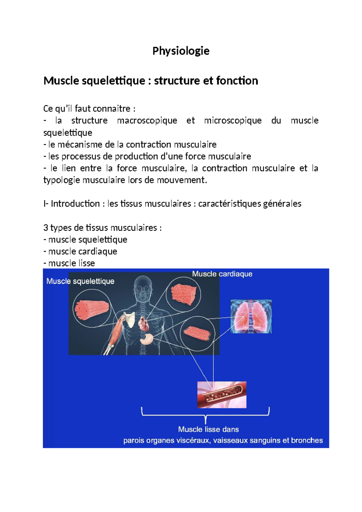 Physiologie du Muscle Squelettique : Structure et Fonction - Physio ...