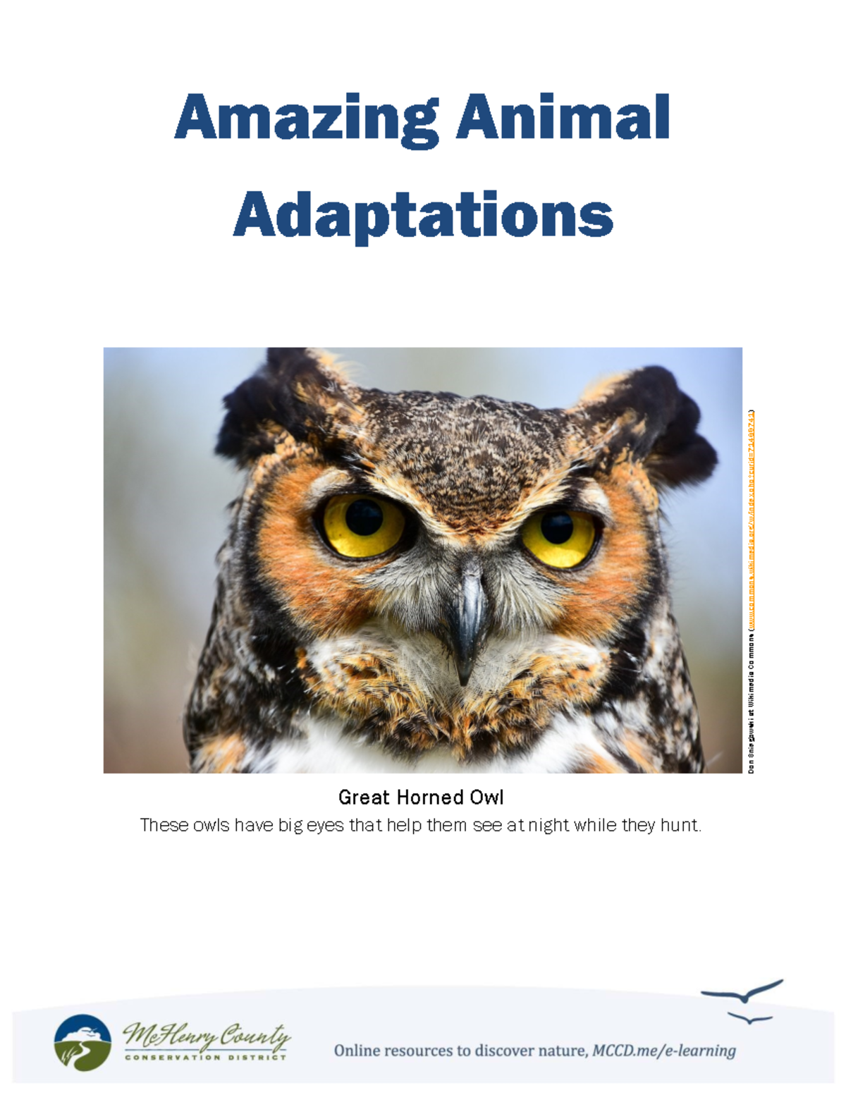 Amazing Animal Adaptations: Understanding Structural, Physiological ...