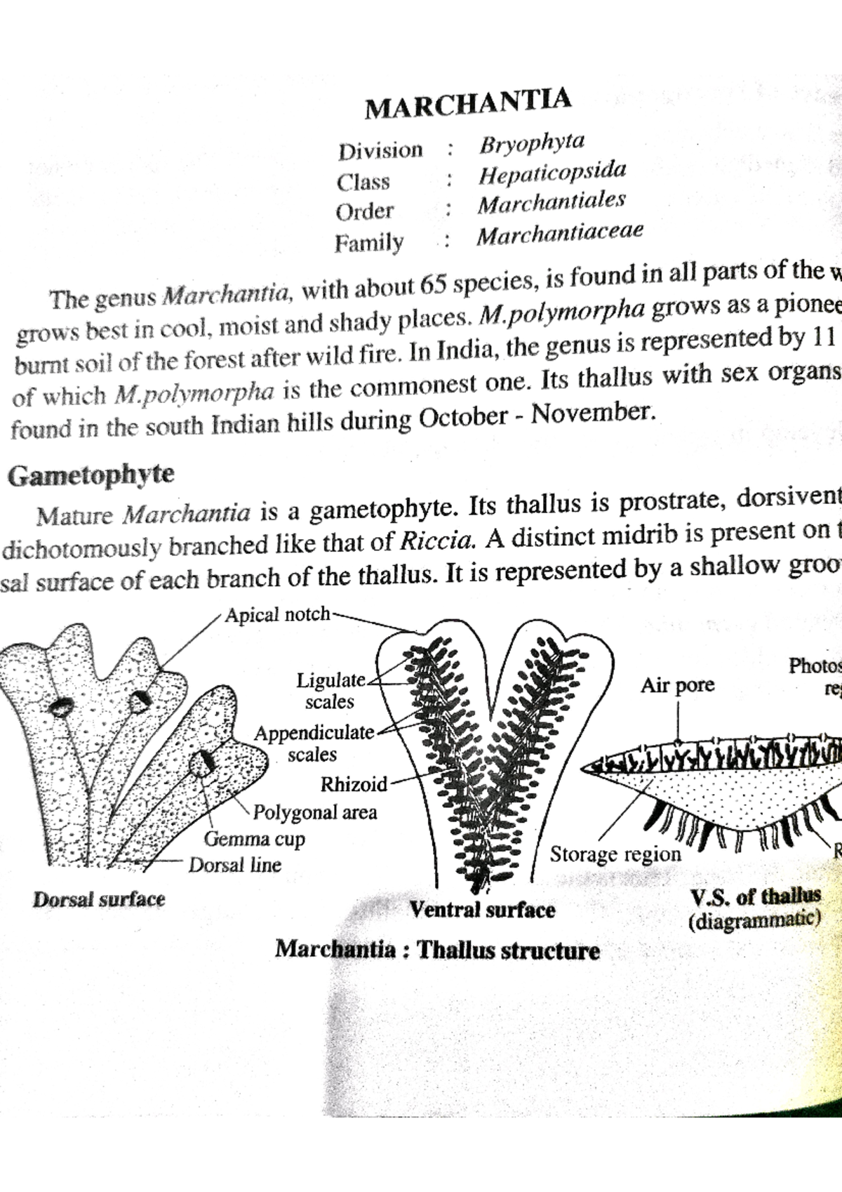 Marchantia Life Cycle Notes