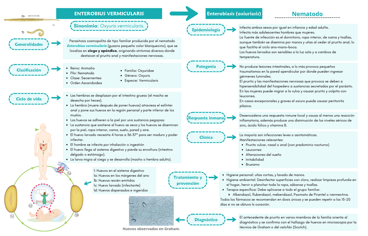 Estudio sobre Enterobius Vermicularis: Ciclo de Vida y Tratamiento ...