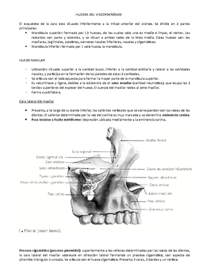 Control 2 anatomía - DORSO Columna vertebral vértebras. funciones ...