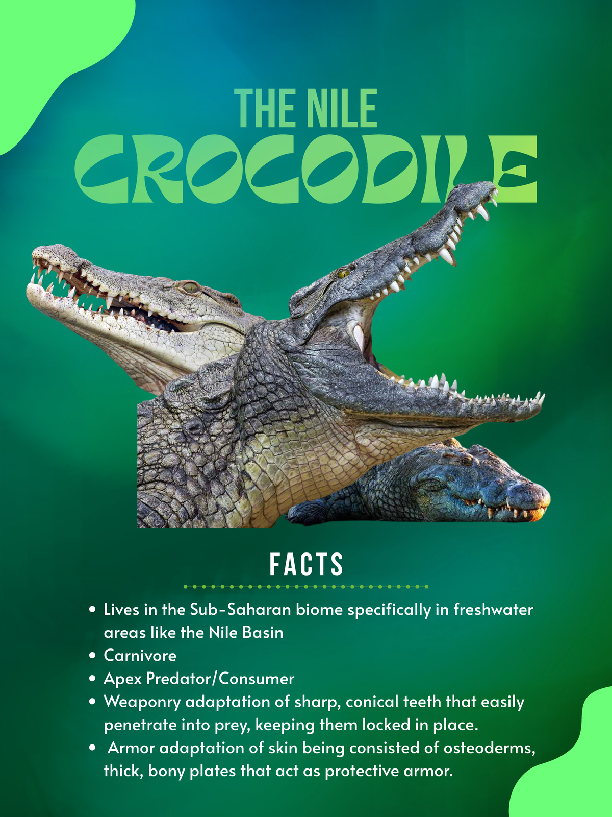 March Mammal Madness Poster - THE NILE CROCODILE Facts Lives in the Sub ...