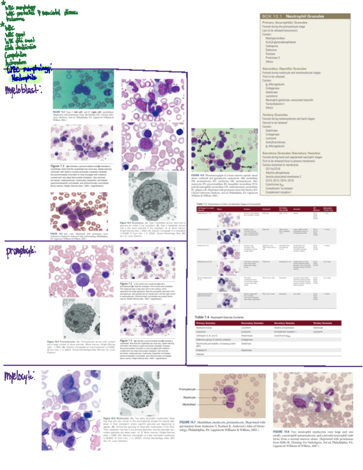 HEMA Pracs Review - compiled wbc pictures - WBC morphology WBC ...
