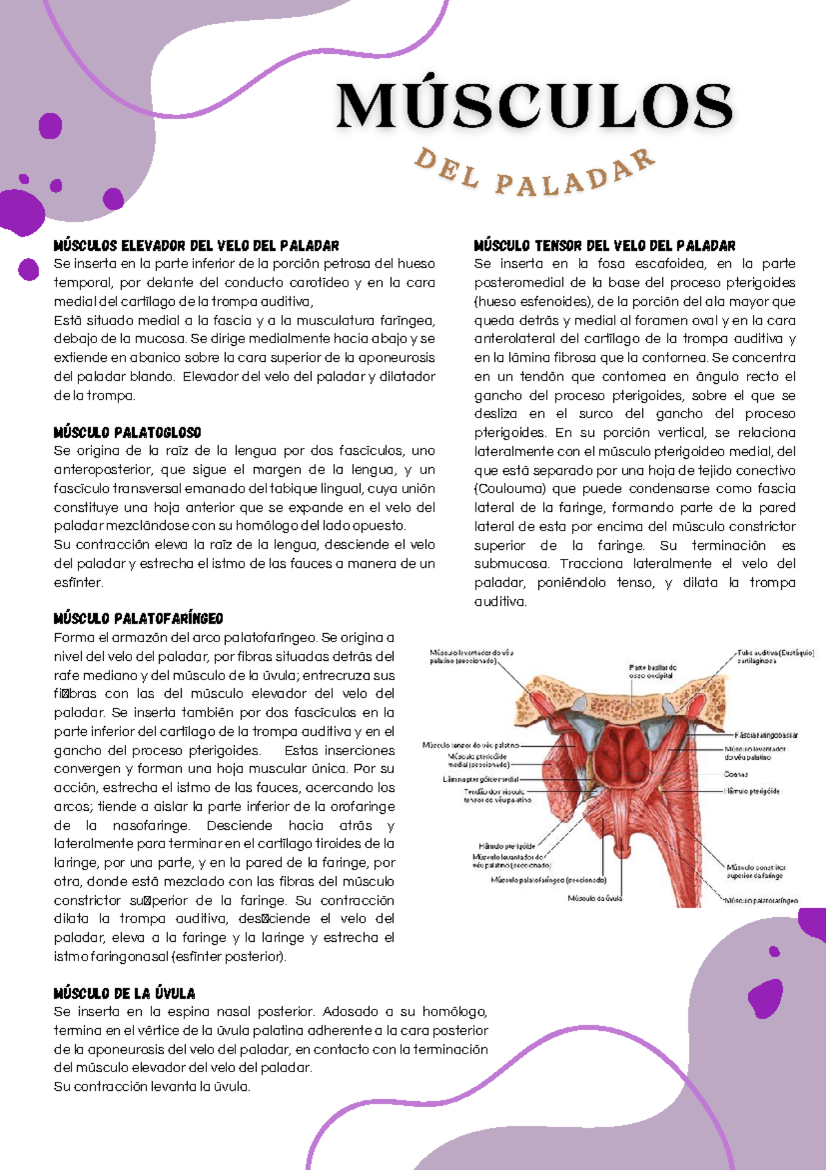 Musculos de lengua y paladar - D E L P A L A D A R Músculos elevador ...