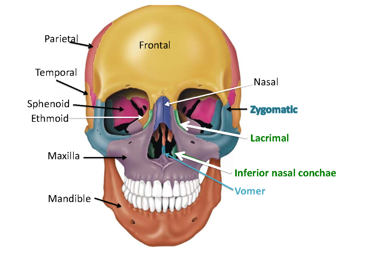 Skeletal Anatomy of the Cranium: 01-Skeletal-Cranium 2022 - Studocu