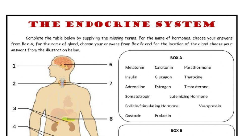 Endocrine System Worksheet: Hormones & Glands Overview - Studocu