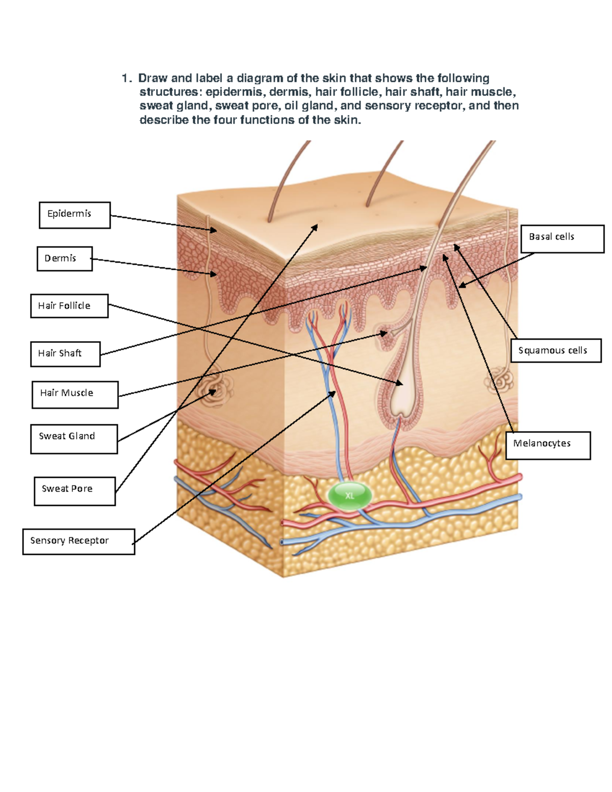Human Body Skin Structure & Functions - Actividad 2 - Studocu