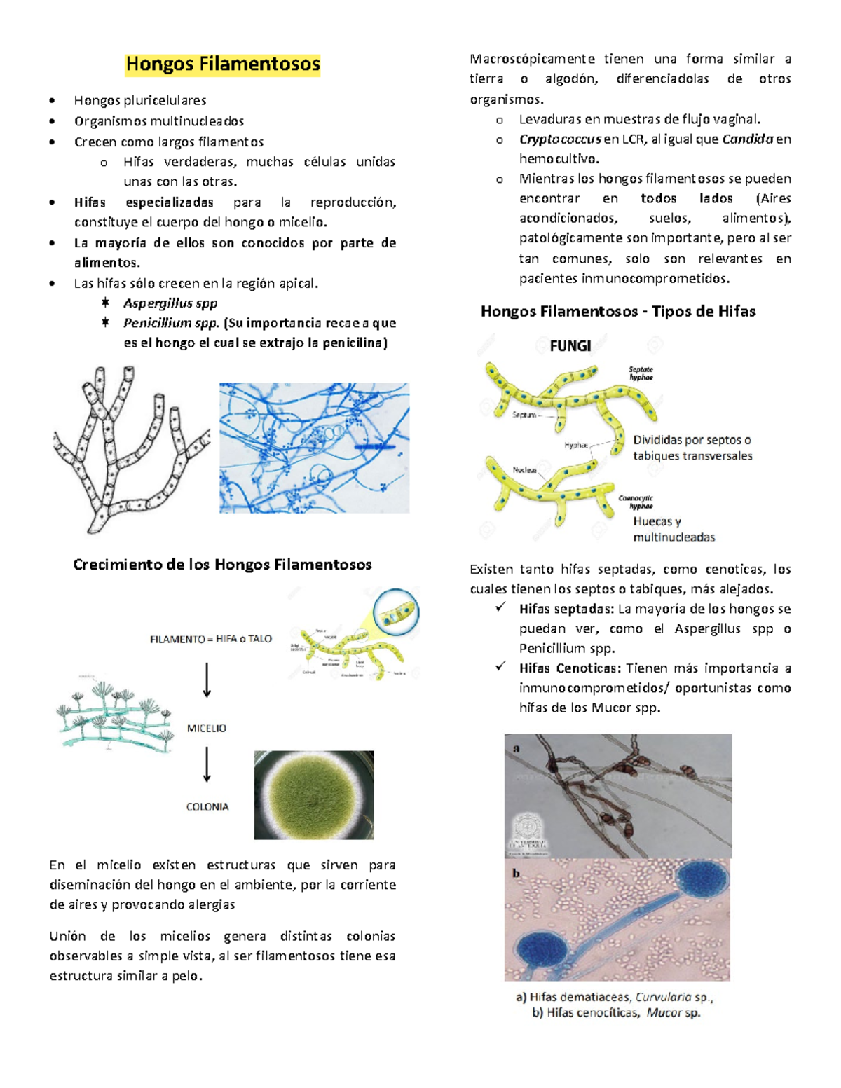 Clases de Hongos Filamentosos y su Importancia Clínica - Piel y Tejidos ...