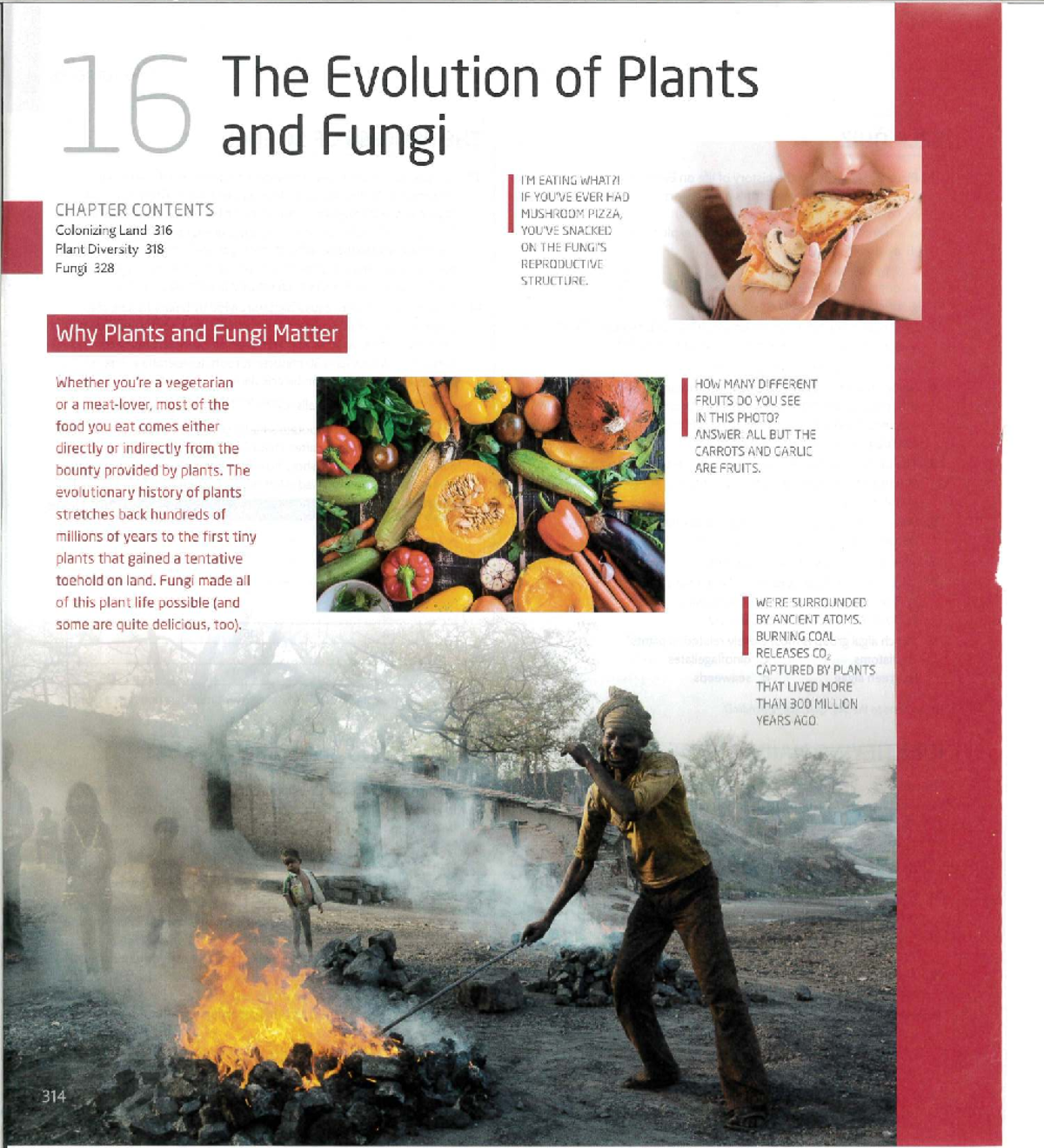 Final Exam Study Notes: The Evolution of Plants and Fungi (XYZ123 ...