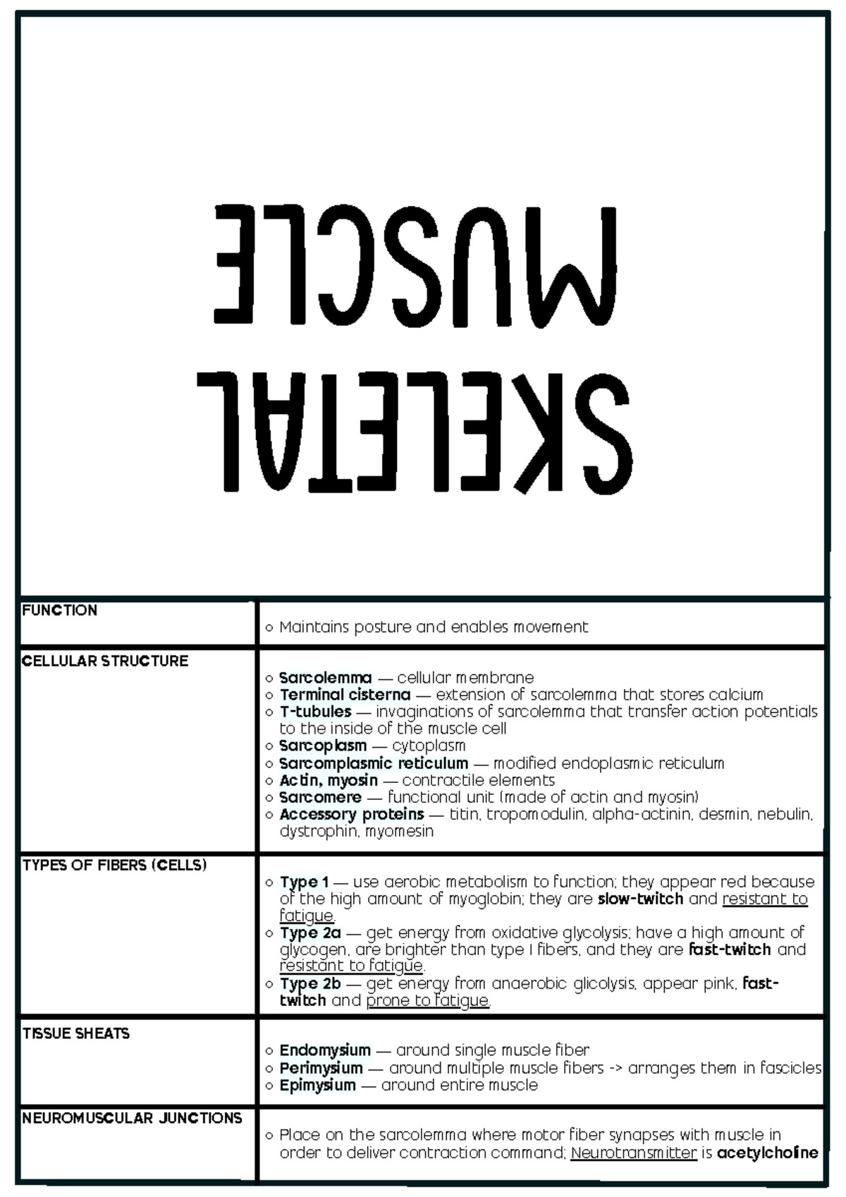 Ch. 10 Flashcards: Muscle Tissue Structure & Function Study Guide - Studocu