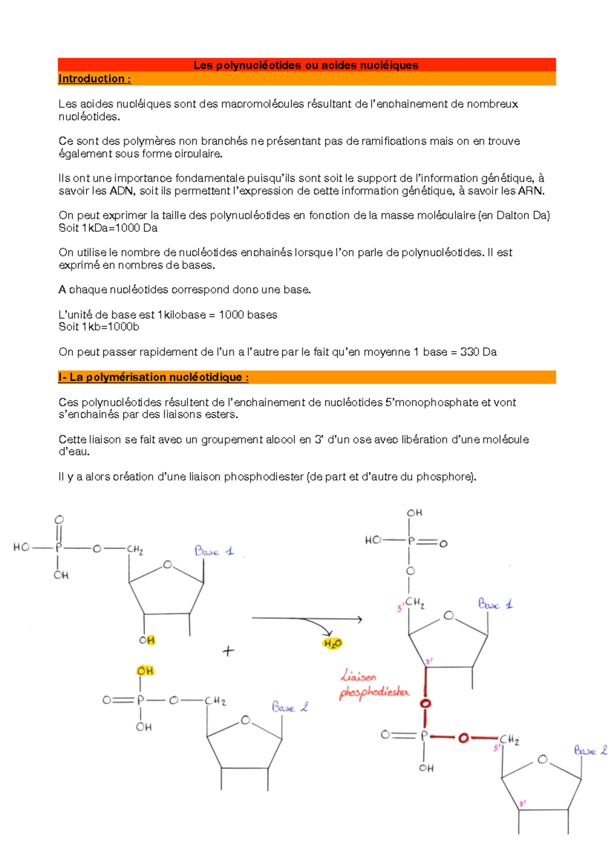 BMOL- Acides Nucleiques pdf - BMOL-ACIDES NUCLEIQUES Introduction : Les ...