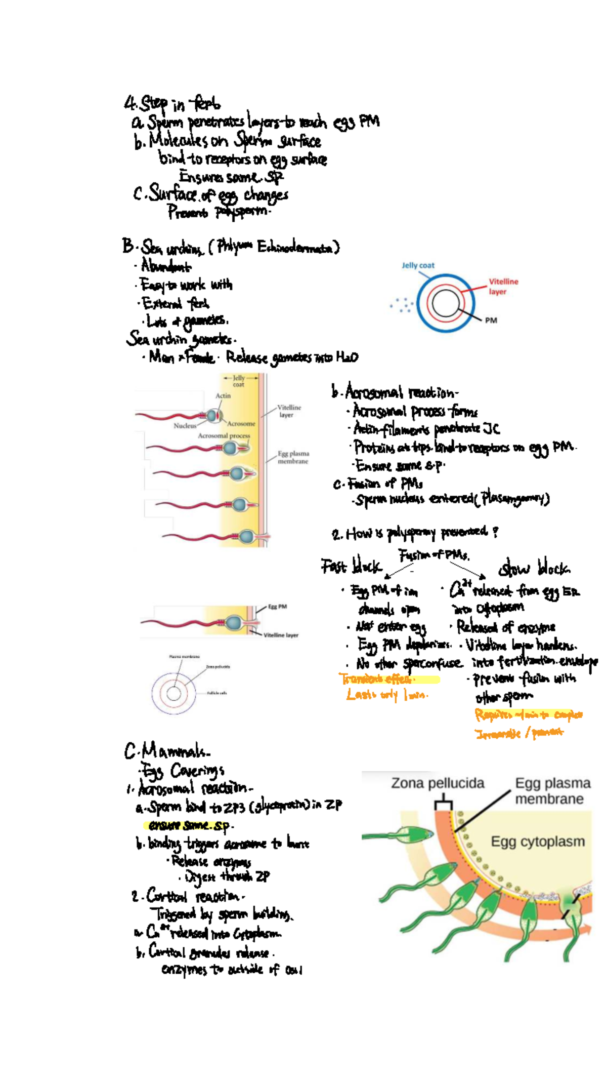 14+LG+Development+I - Lecture on Fertilization Mechanisms - Studocu