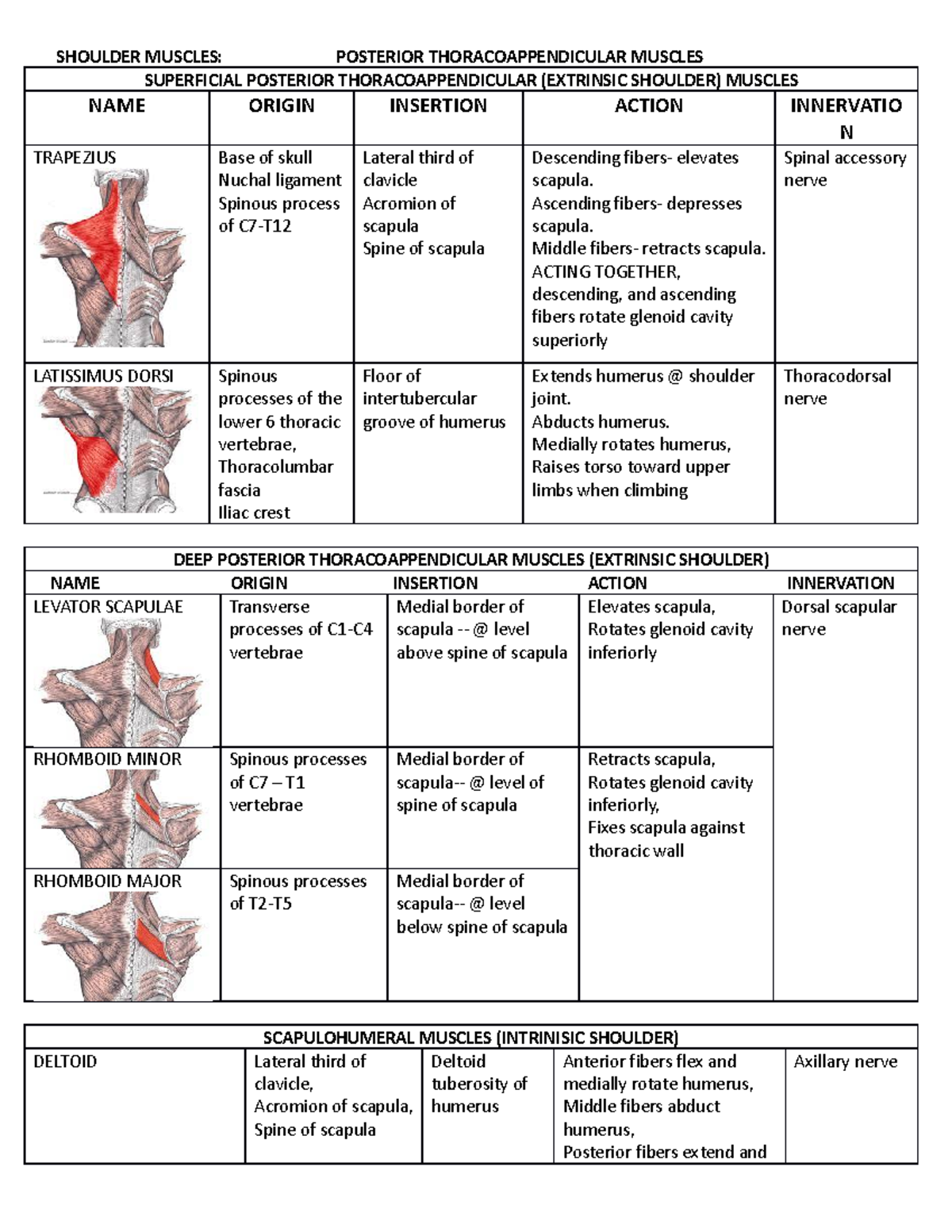 Scapular Muscles Origin And Insertion