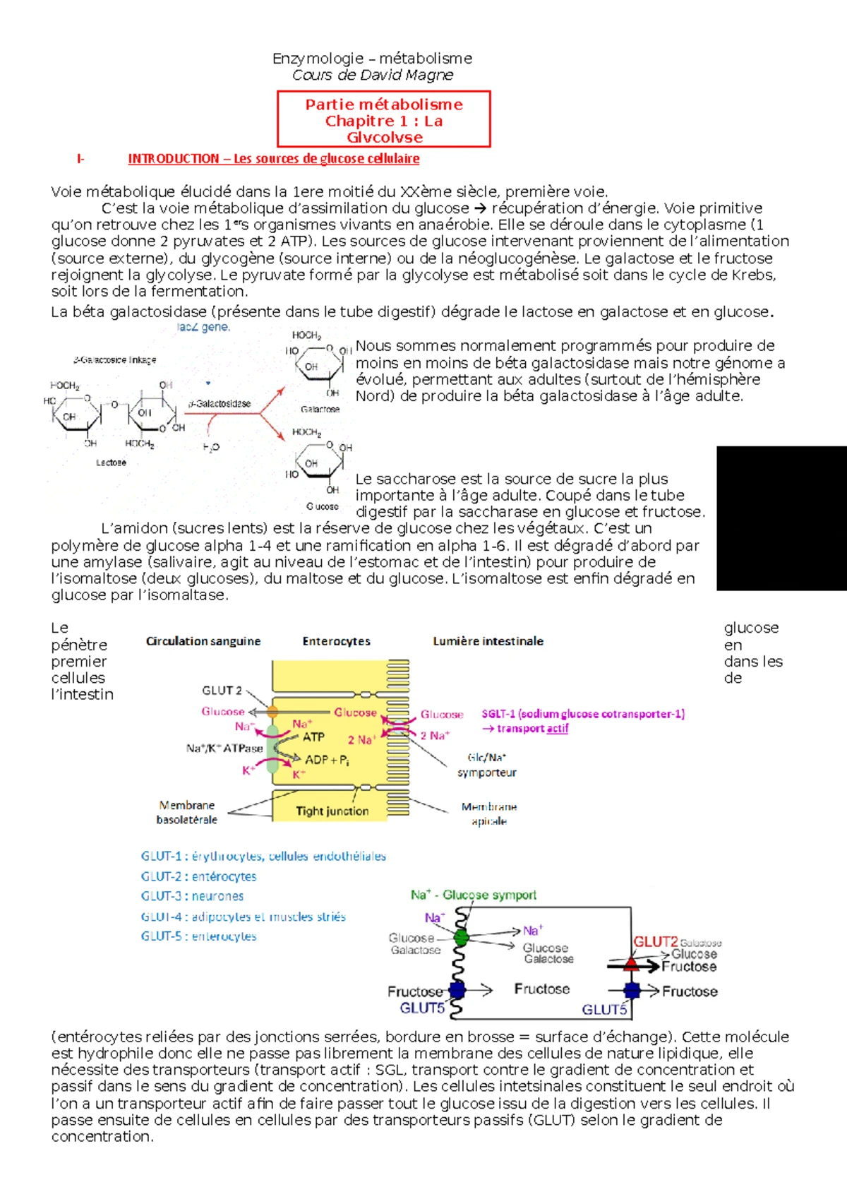 Cours général sur la glycolyse et la néoglucogenèse - Studocu