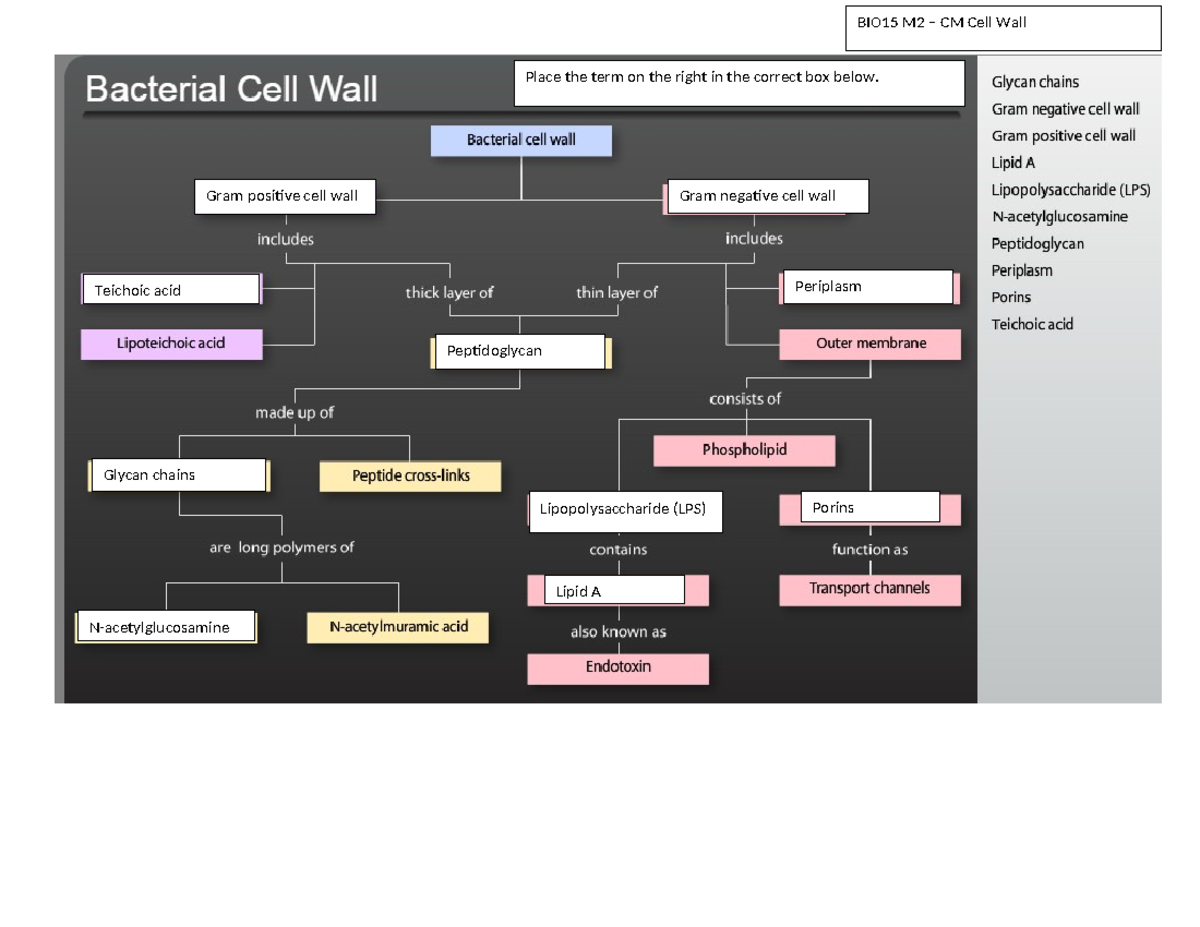 Cell wall concept map - BIO 15 - Place the term on the right in the ...