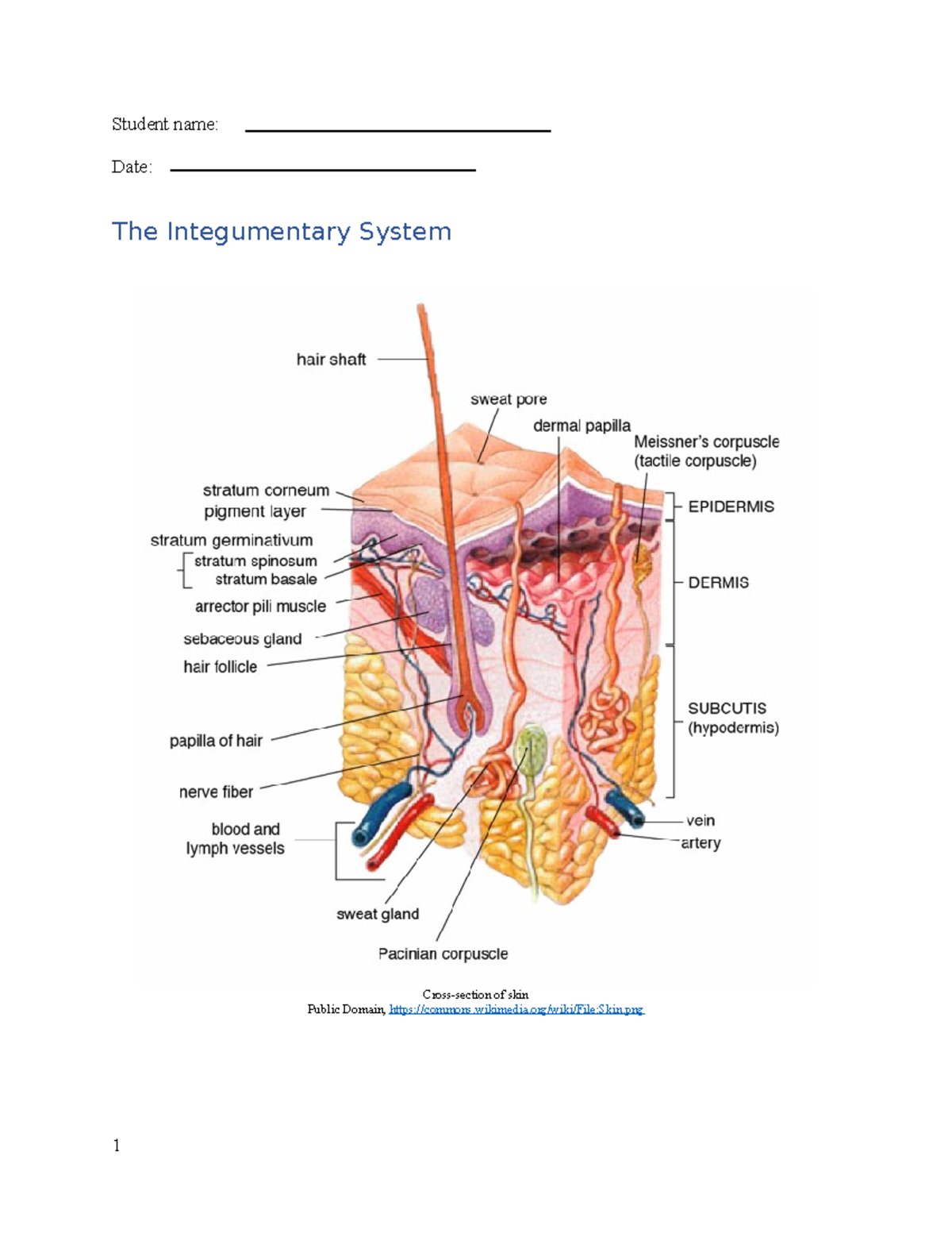 Biol210L Integumentary System Lab Manual: Structure and Function ...