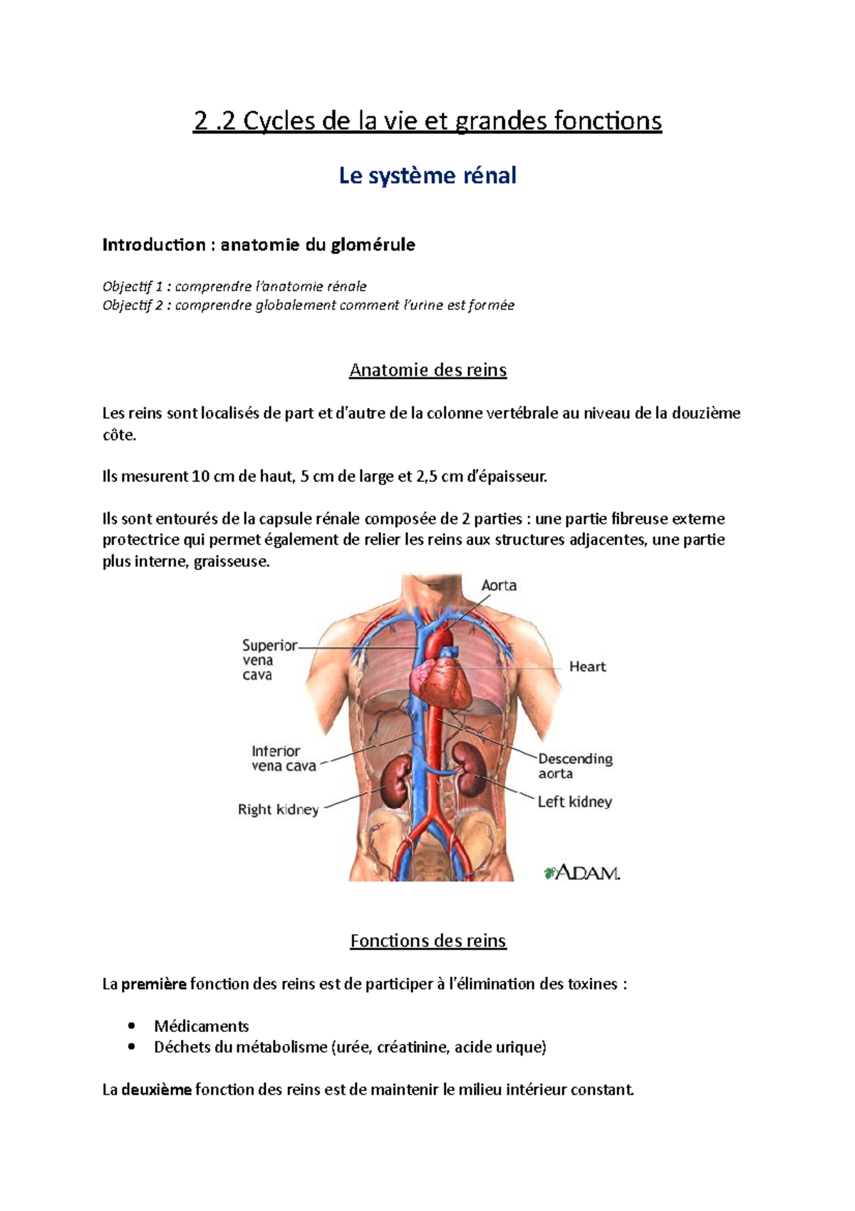 Le système rénal - 2 .2 Cycles de la vie et grandes fonctions Le ...