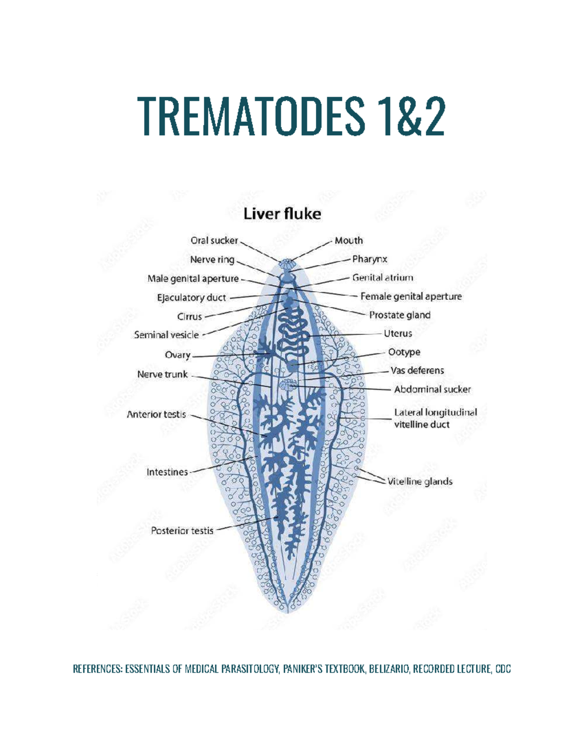 Trematodes%201&2%20 Complete%20 - TREMATODES 1& ####### REFERENCES ...