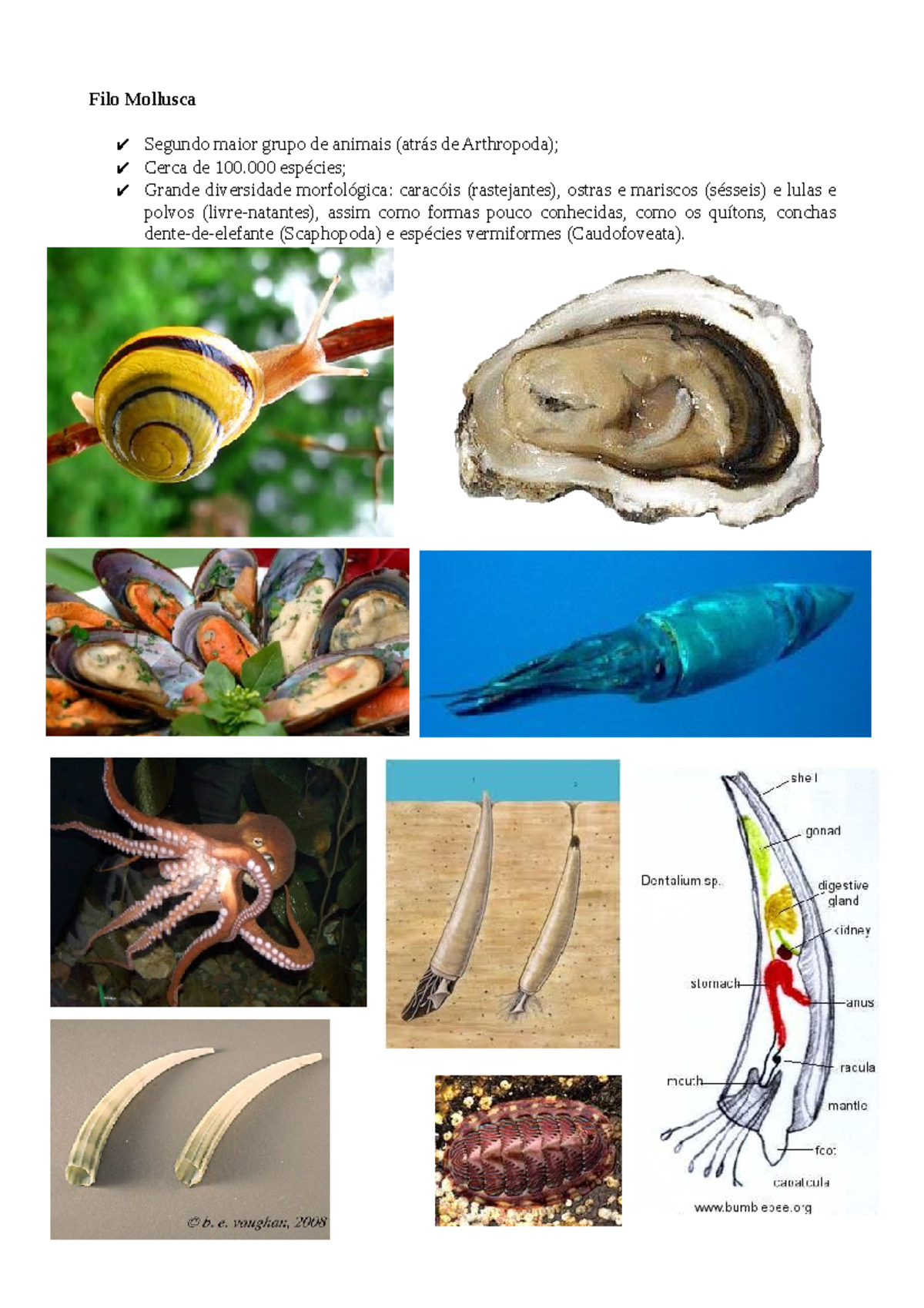 Filo Mollusca: Características e Classificação dos Moluscos - Studocu