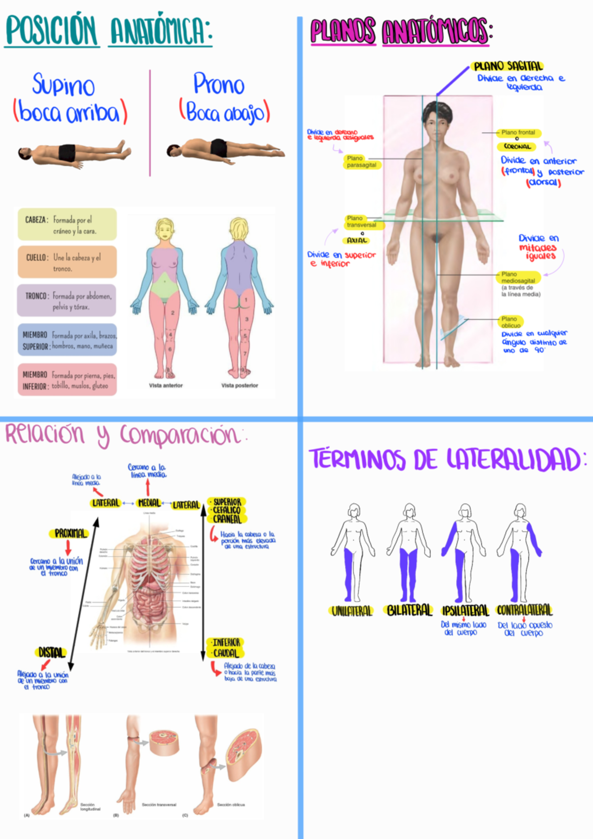 AnatomíA - imágenes de los cortes anatómicos - POSICIÓN ANATÓMICA ...