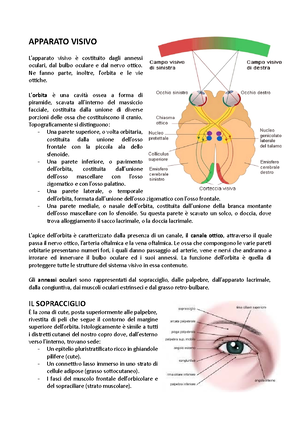 Anatomia 4: riassunti anatomia umana - riveste l’encefalo costituendo ...