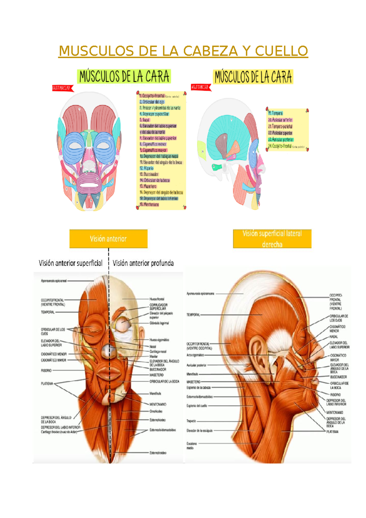Huesos de la cabeza y cuello - MUSCULOS DE LA CABEZA Y CUELLO HUESOS DE LA CABEZA Y CUELLO El ...