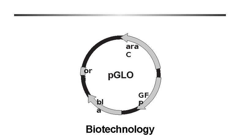 Bio-Rad pGLO Bacterial Transformation Student Lab Manual - Studocu