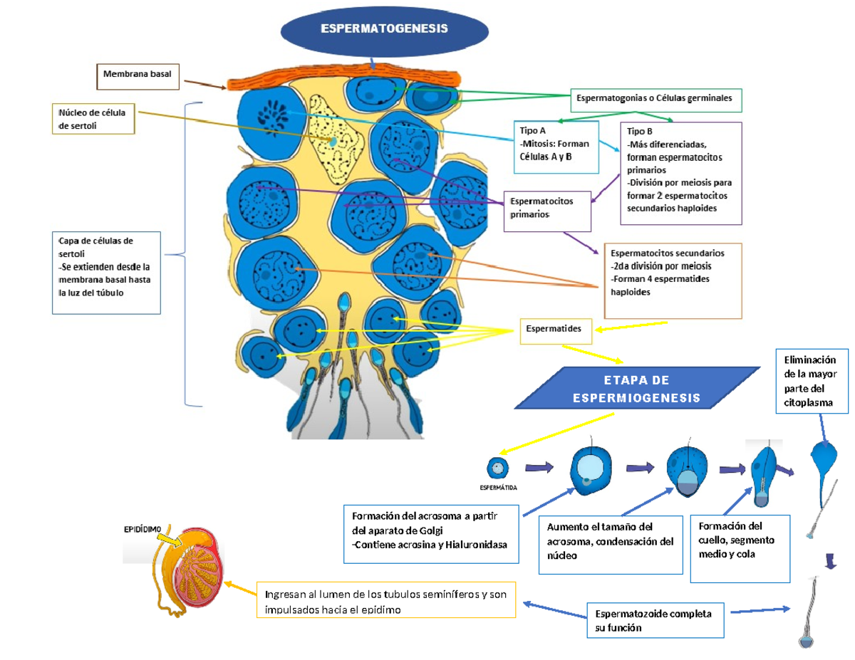 Espermatogenesis - Embriología Humana - ETAPA DE ESPERMIOGENESIS ...