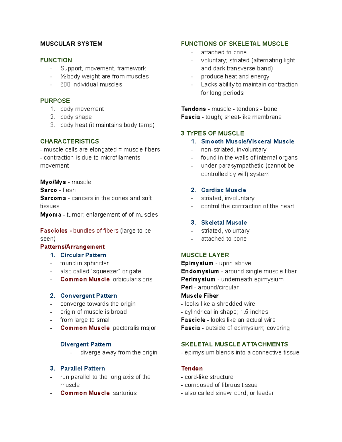 MUSC 101: Comprehensive Overview of the Muscular System Functions - Studocu