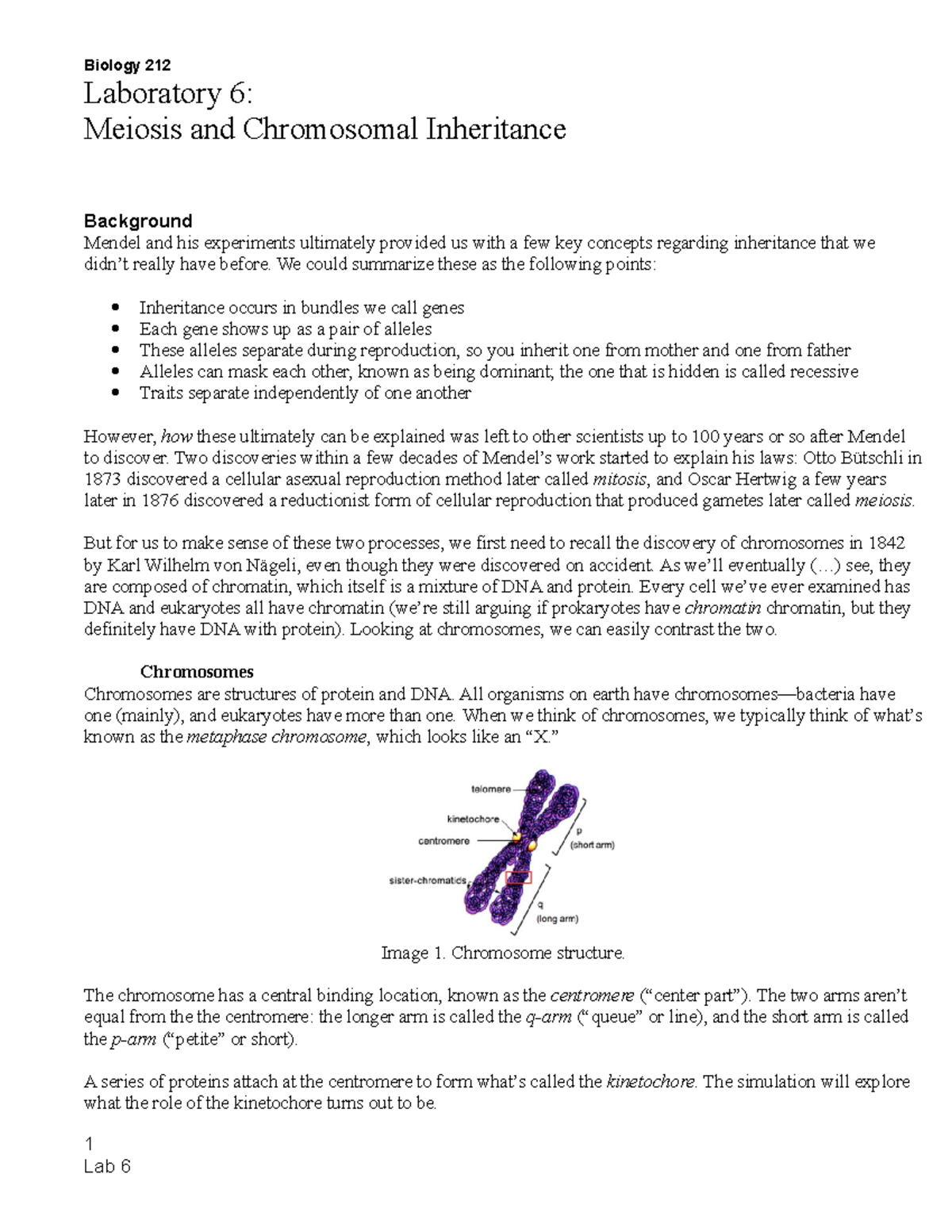 Lab 6 Meiosis and Chromosomal Inheritance - Biology 212 Laboratory 6 ...