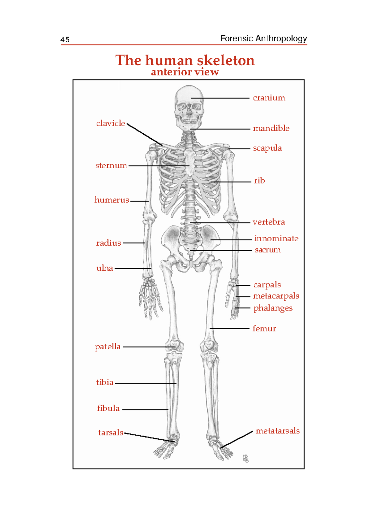 Human Skeleton Overview - ANAT 101 Diagram and Notes - Studocu