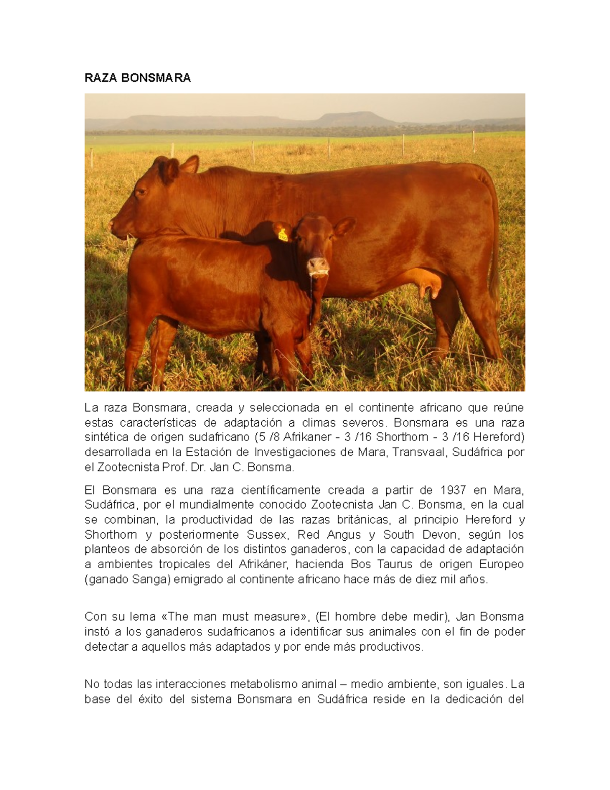 Raza Bonsmara: Origen, Características y Adaptación Climática - Studocu