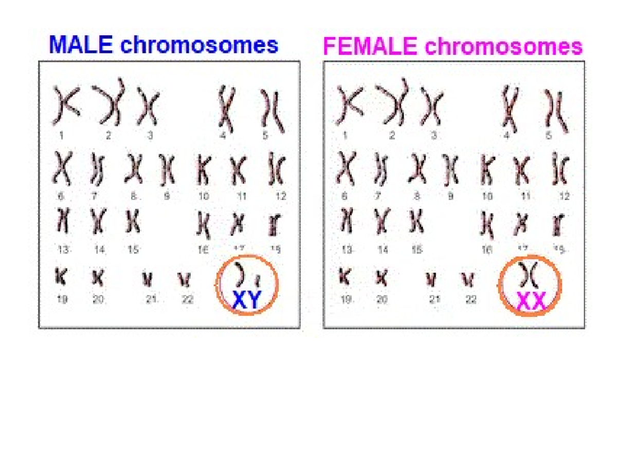 Karyotypes of Male and Female Chromosomes Analysis - Studocu