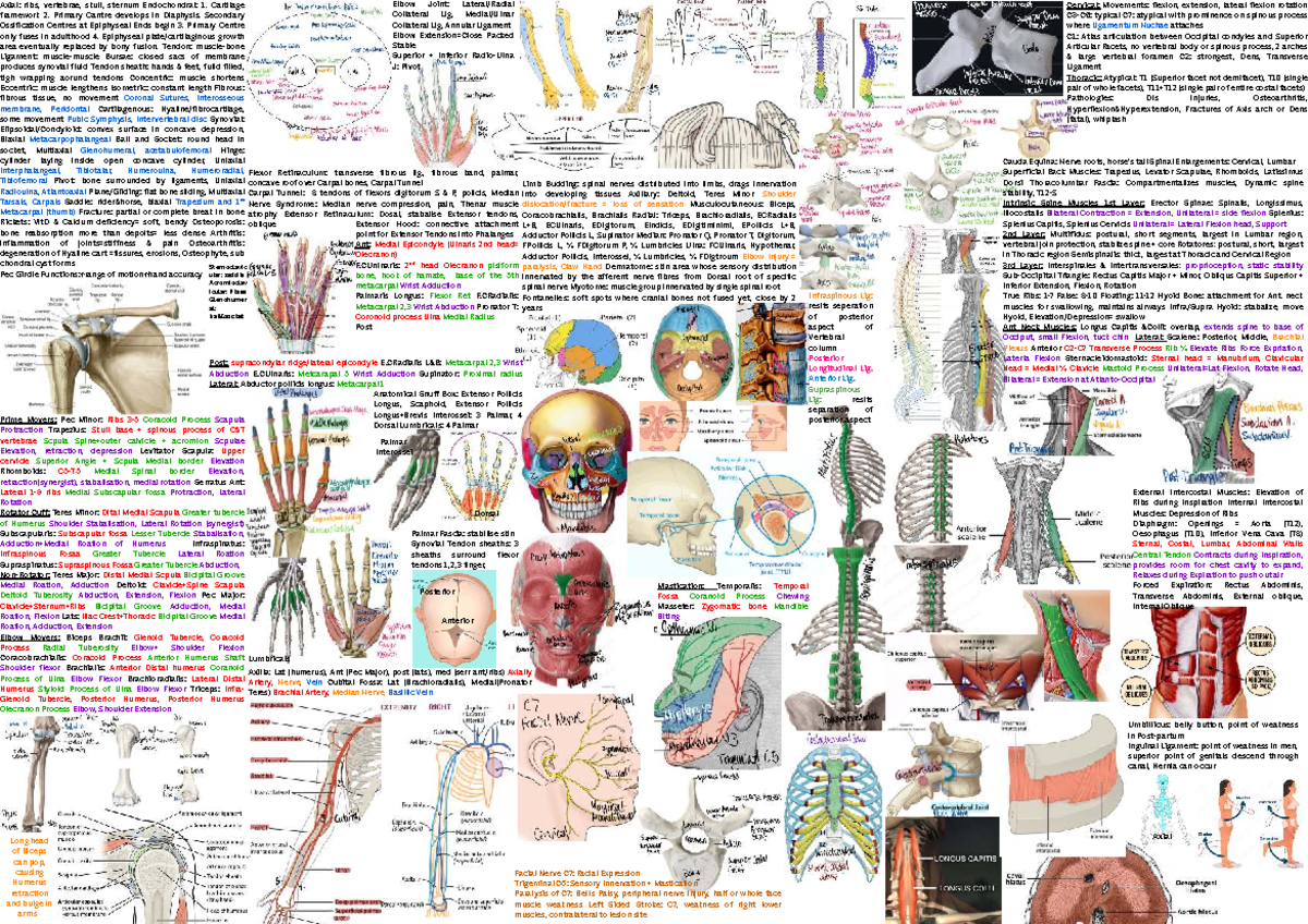 Musculoskeletal Anatomy Summary Sheet: Key Concepts and Structures ...