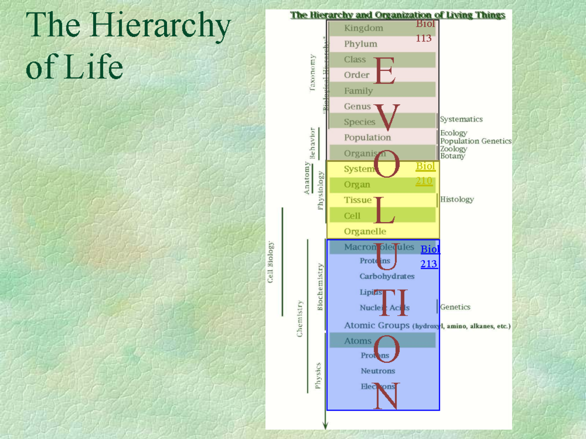 Biol 113: Themes in Life & Biological Hierarchy Overview - Studocu