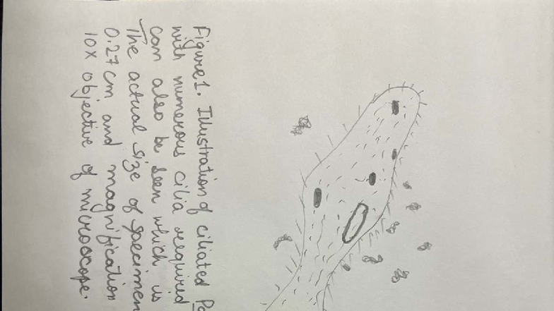 Lab 7: Ciliated Paramecium sp. and Food Vacuoles Illustration - Studocu