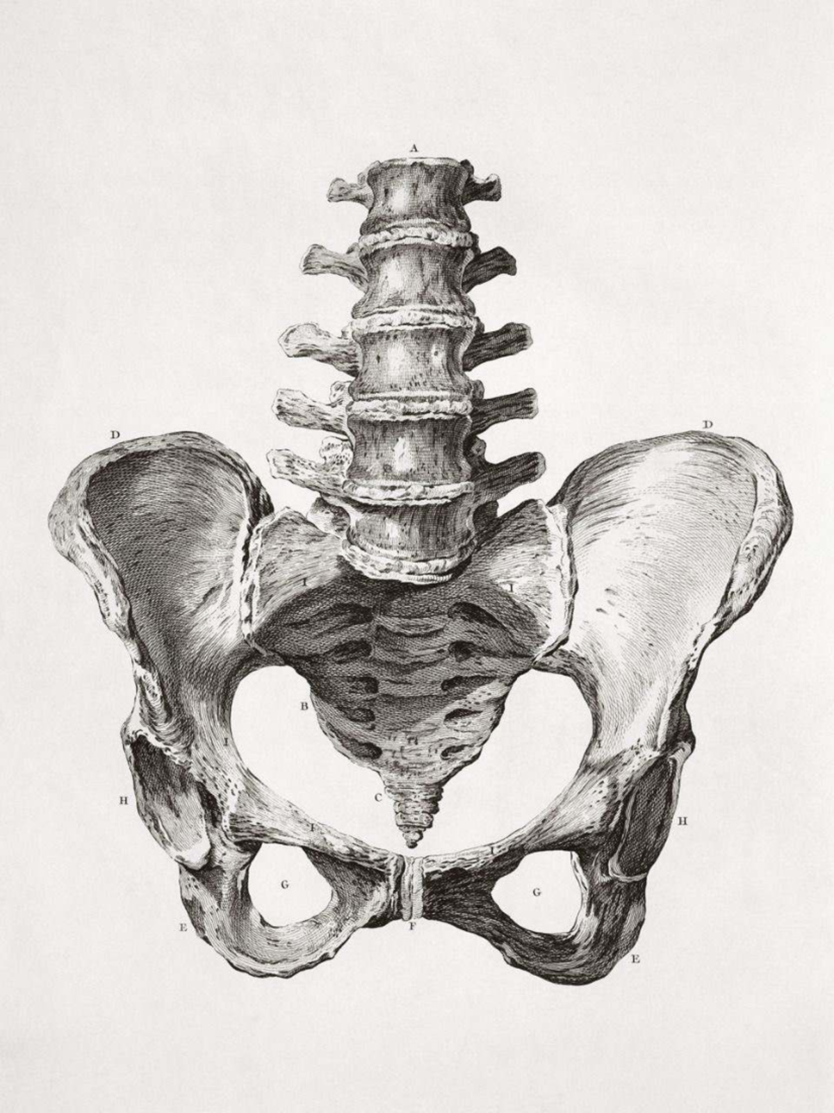 Pelvis y Muslo: Huesos y Músculos (Anatomía) - Studocu