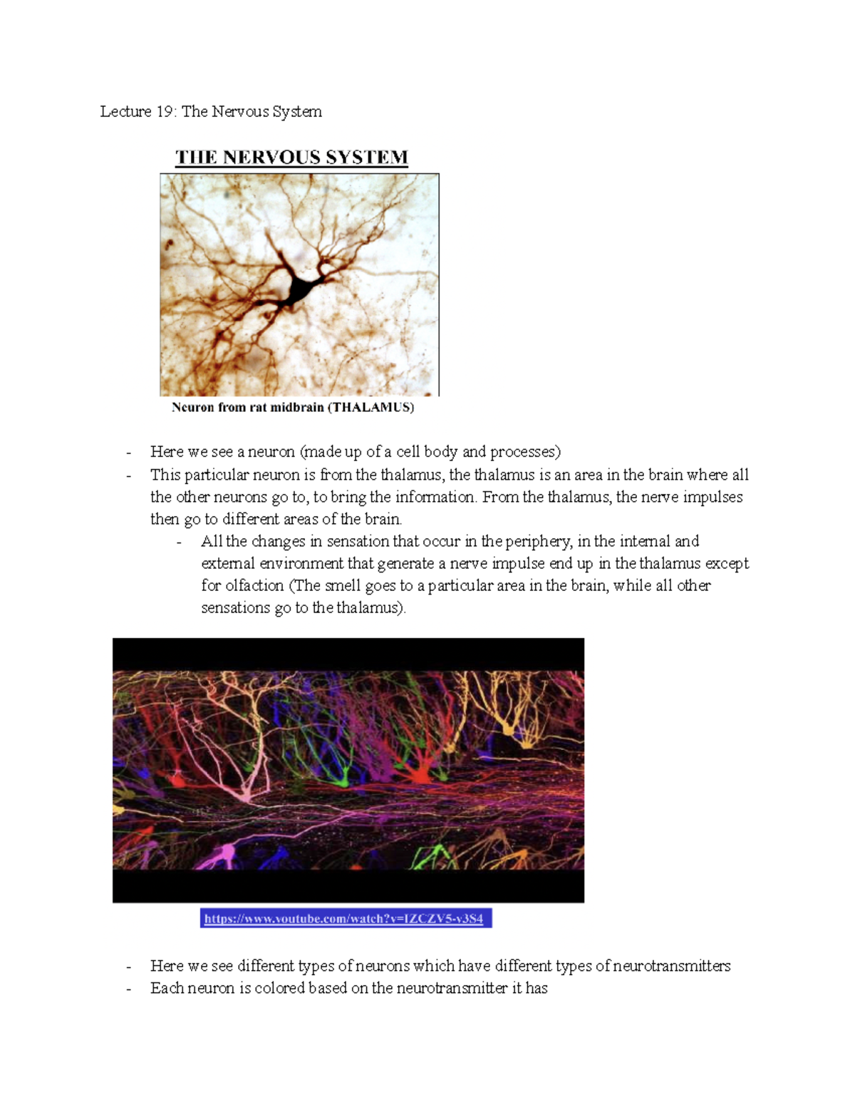 Anatomy Exam 4 - Nervous System Lecture Notes and Key Concepts - Studocu
