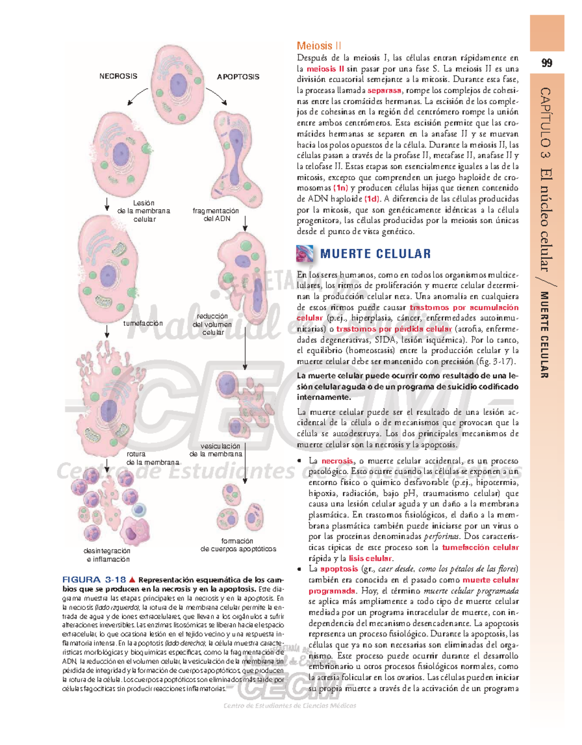 Muerte Celular y Meiosis II: Necrosis y Apoptosis en CH003 - Studocu