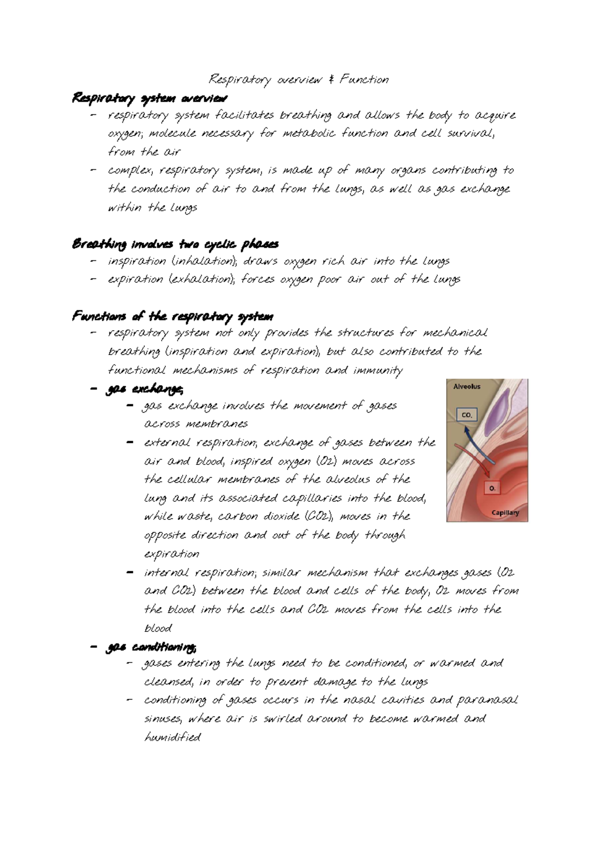 Respiratory System Overview: Key Functions and Structures (BIO 101) - Studocu