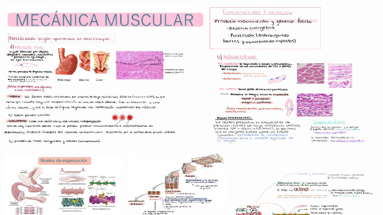 21- Mecánica Muscular: Funciones y Estructura del Tejido Muscular - Studocu