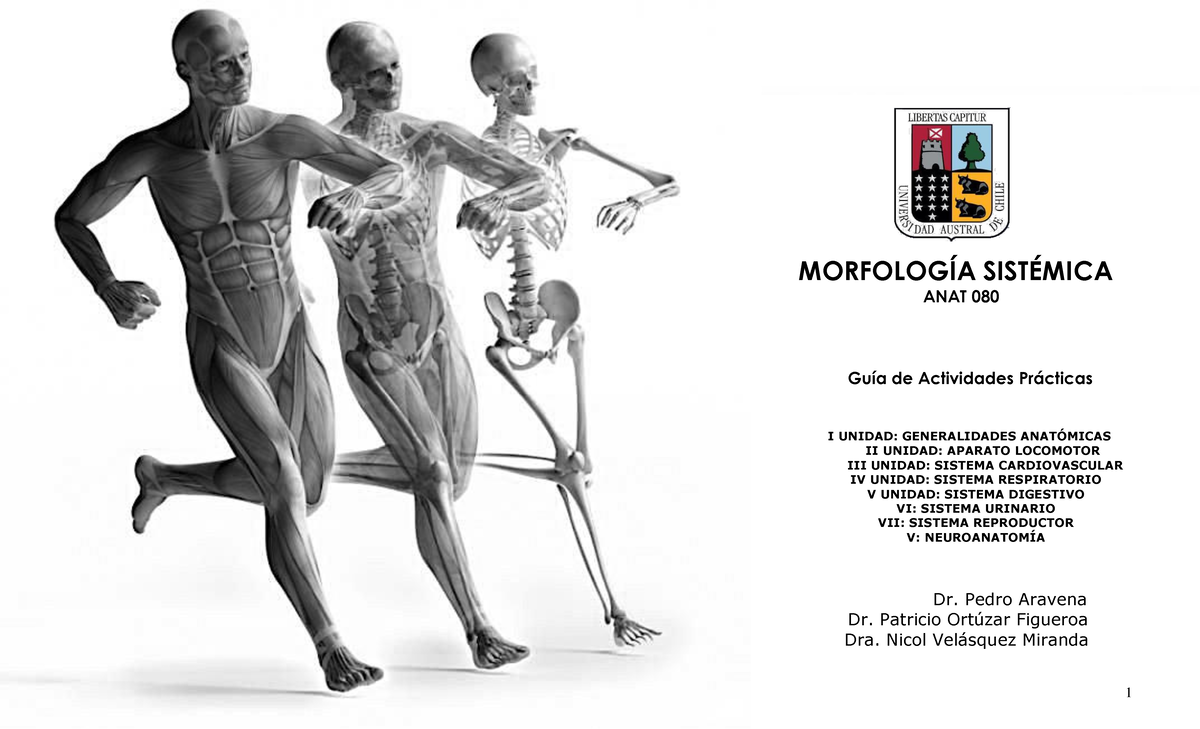 Guiaa practica anatomia - MORFOLOGÍA SISTÉMICA ANAT 080 Guía de ...
