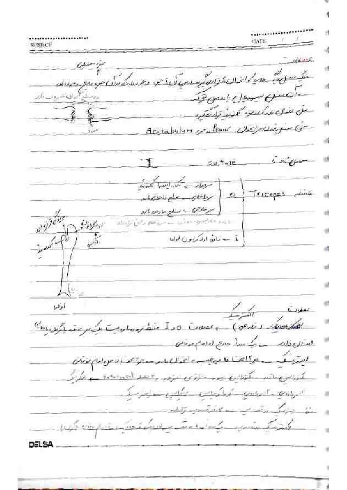 Muscles and Glands Overview - DELSA Course Notes - Studocu