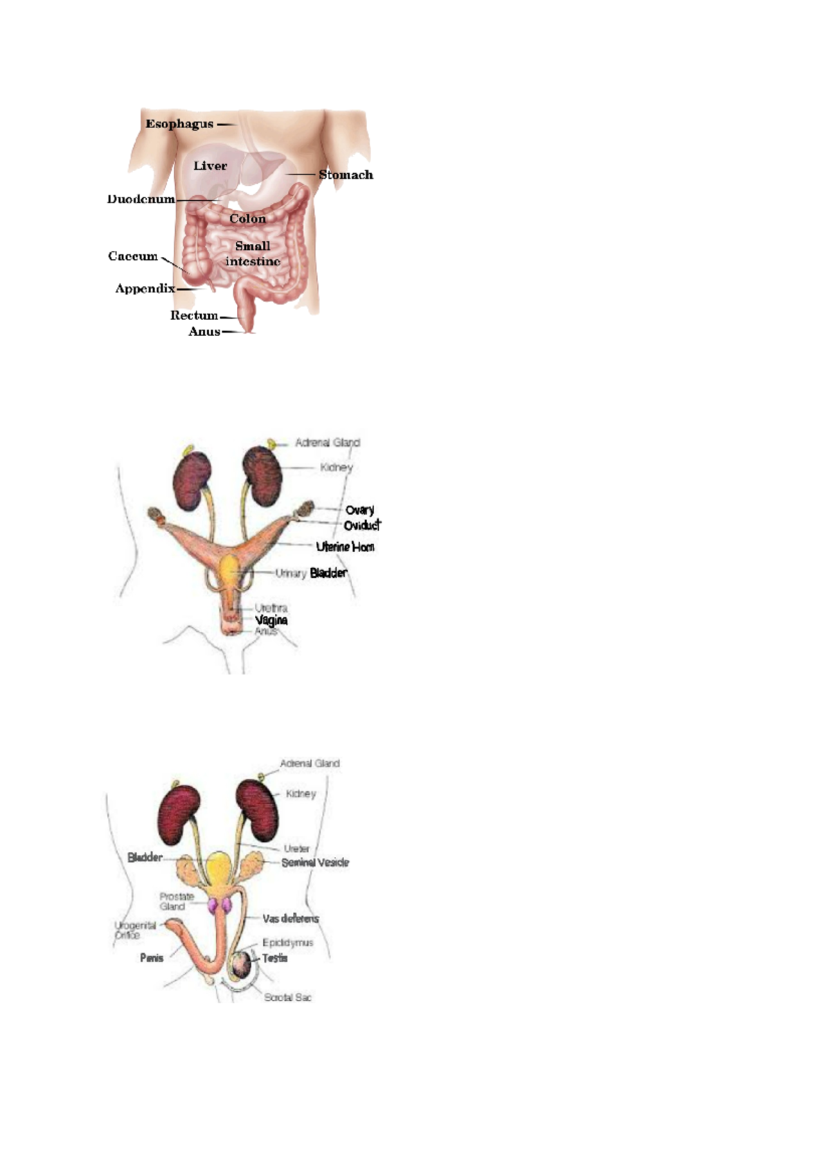 Dissection drawing diagrams - Esophagus Liver Stomach Duodenum Colon ...