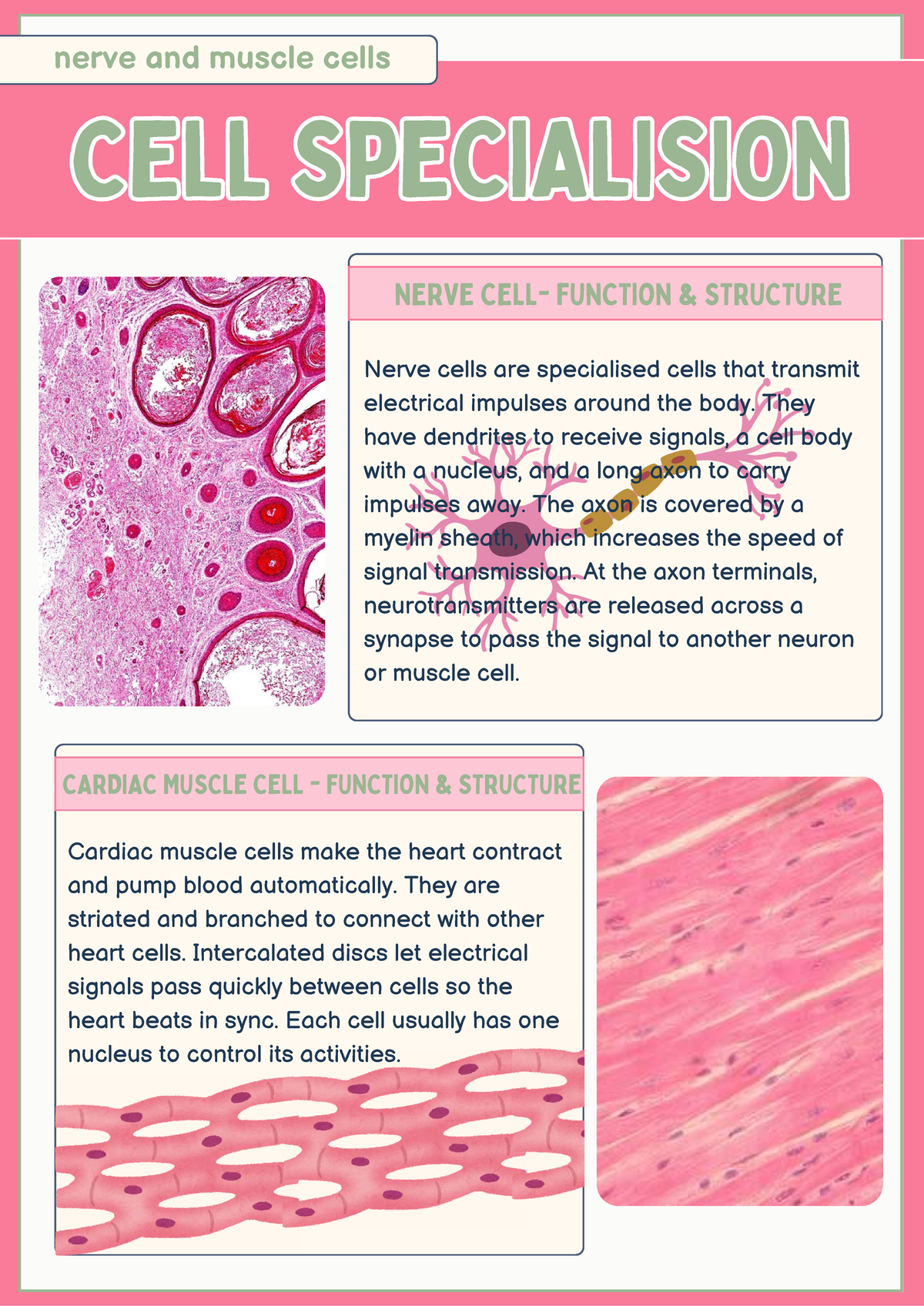 CELL SPECIALIZATION: Nerve & Muscle Cells Overview - Studocu