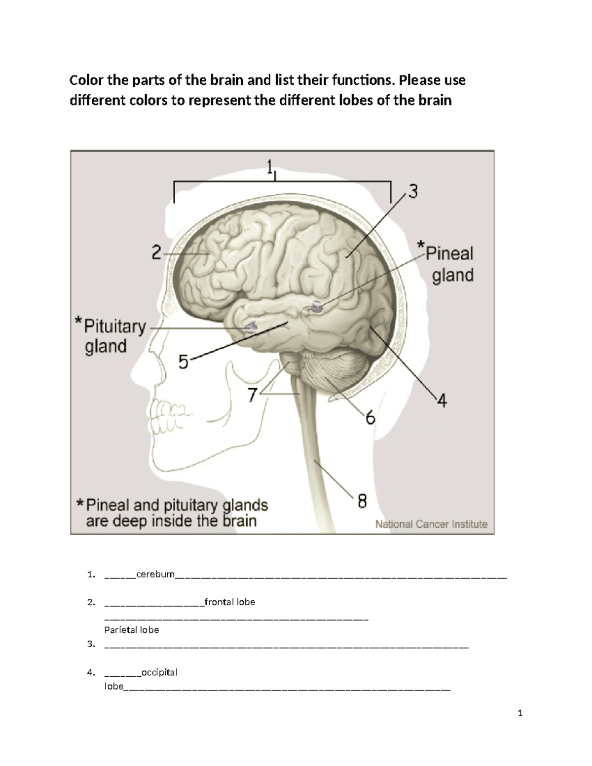 Brain Anatomy and Functions - Color and Categorize (Brain-1) - Studocu