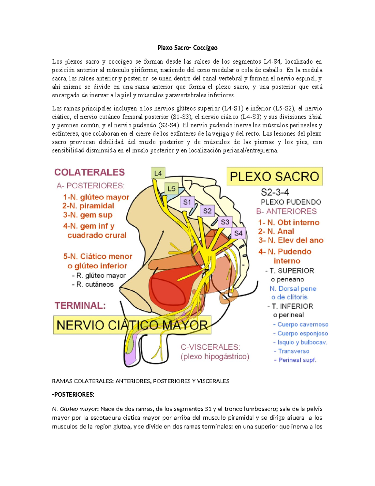 Plexo Sacro-Coccígeo: Anatomía y Funciones Neurológicas - Studocu